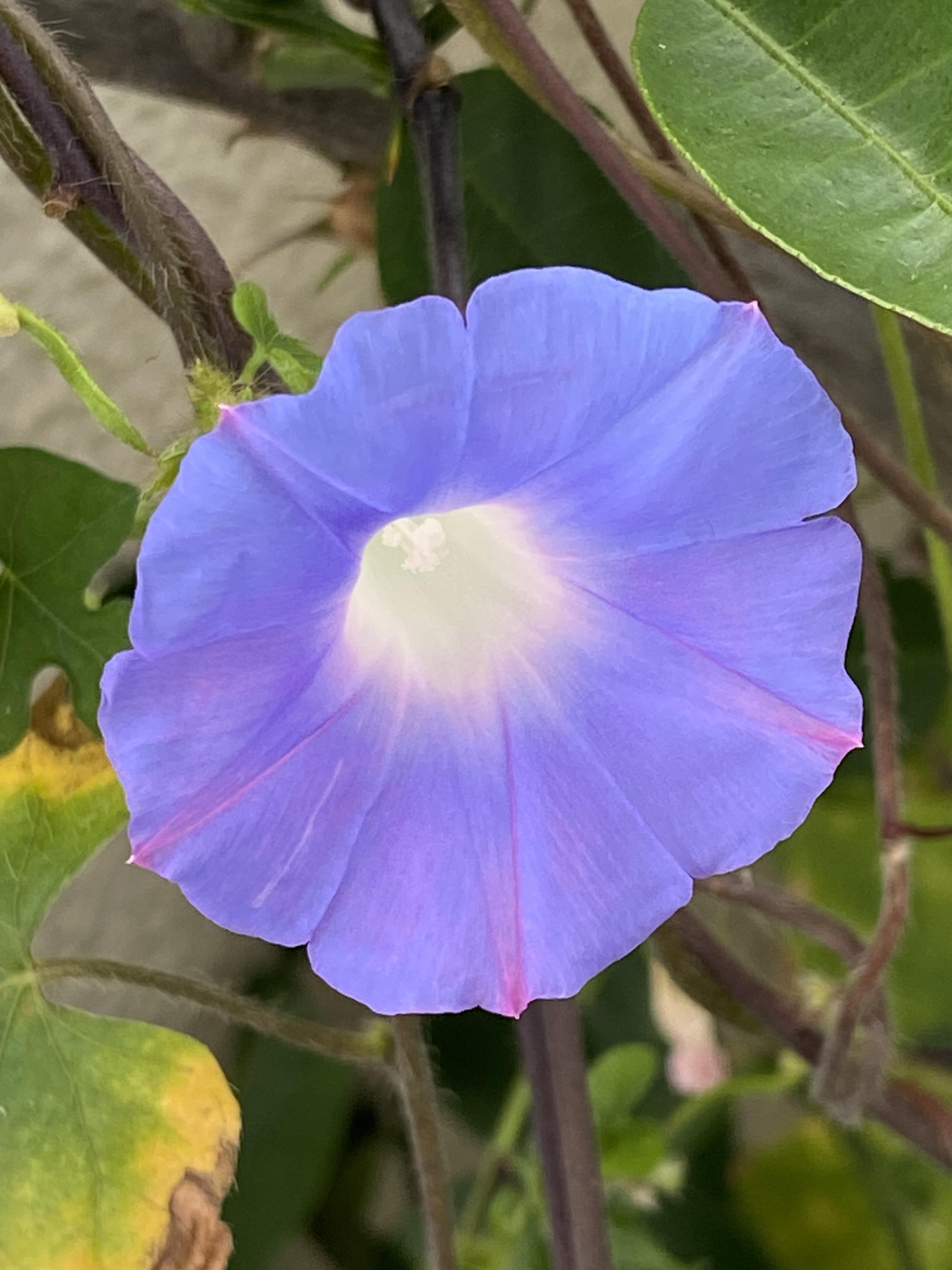 ☆Peach Stage | 挿絵詳細 - monogatary.com